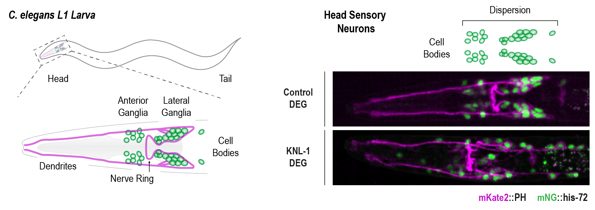 Axon and Synapse – Cheerambathur Lab